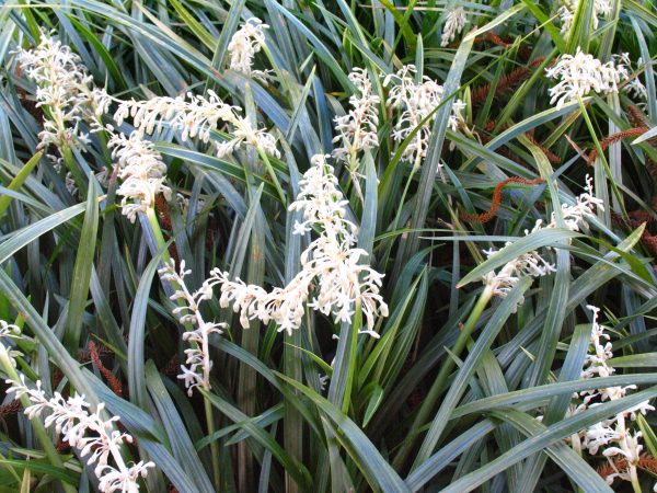 Giant Mondo Grass - Hardy and Healthy